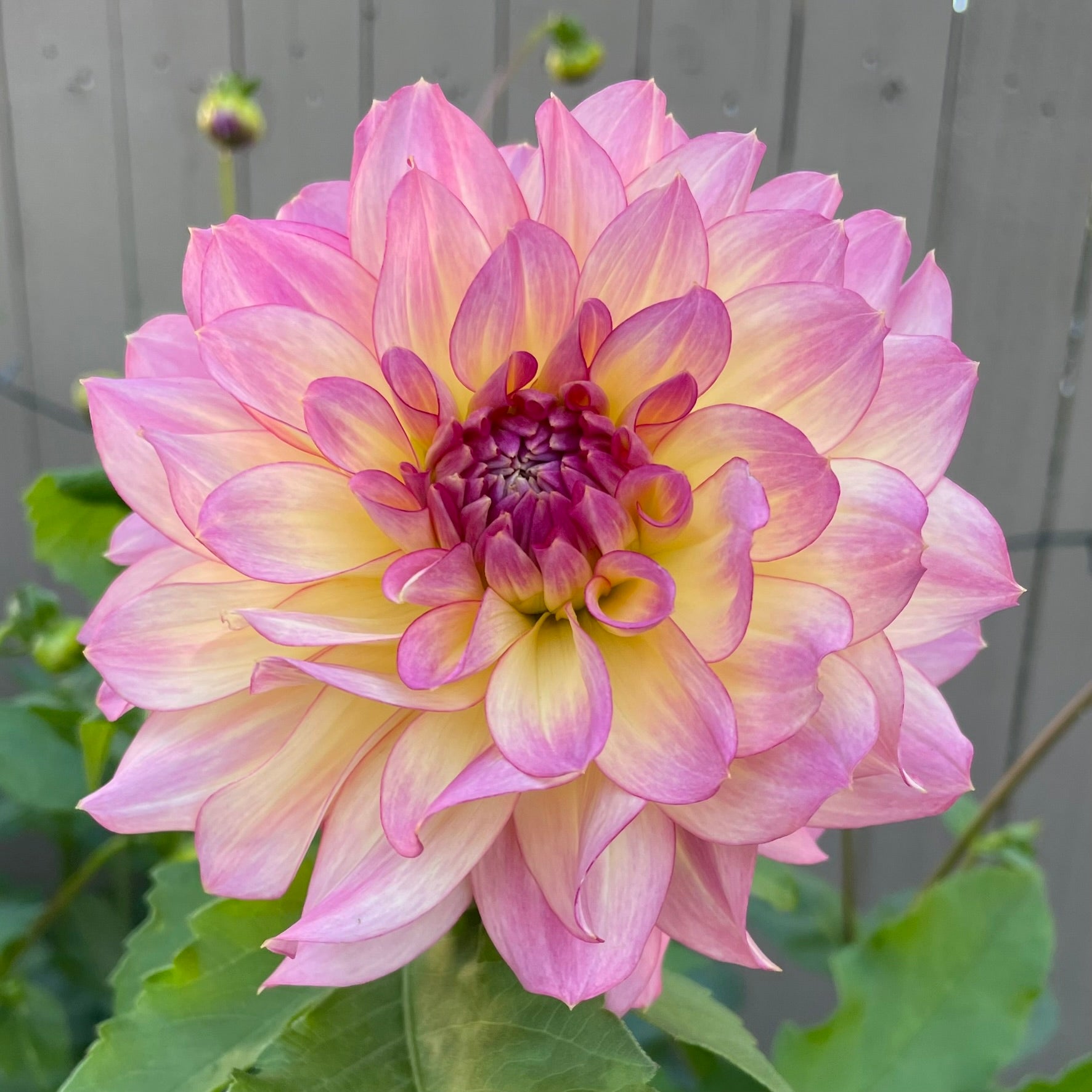 AC Twisp – Dragonfly Blooms